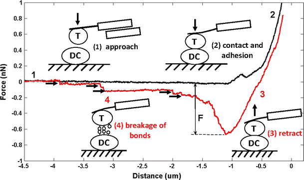 Single-cell force spectroscopy: mechanical insights into the functional ...