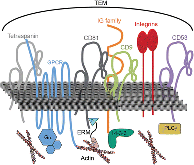 Function of the tetraspanin molecule CD81 in B and T cells | SpringerLink