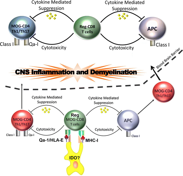 Immune regulation of multiple sclerosis by CD8+ T cells | SpringerLink