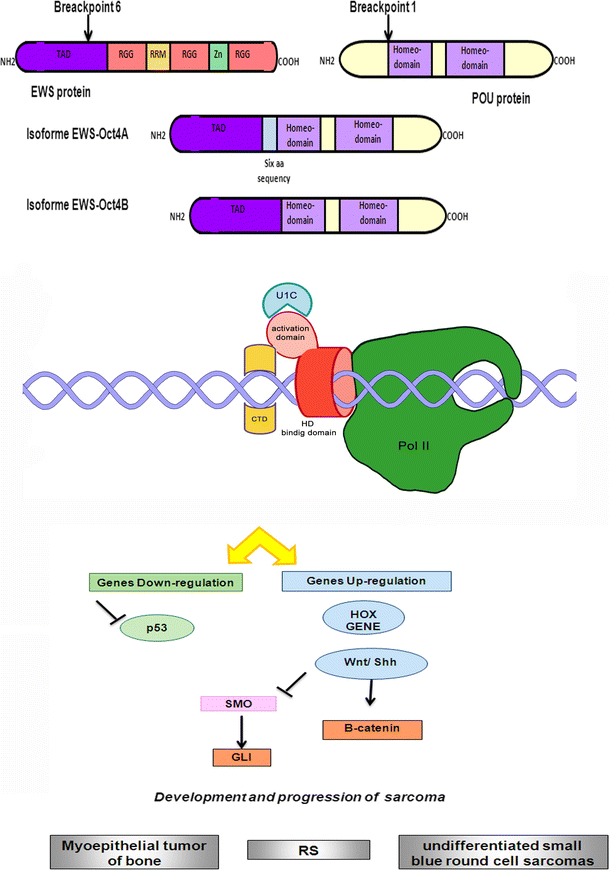 Molecular detection and targeting of EWSR1 fusion transcripts in soft ...