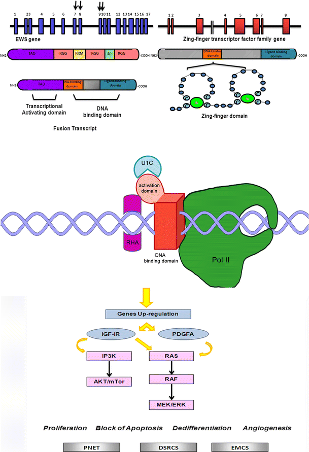 Molecular detection and targeting of EWSR1 fusion transcripts in soft ...