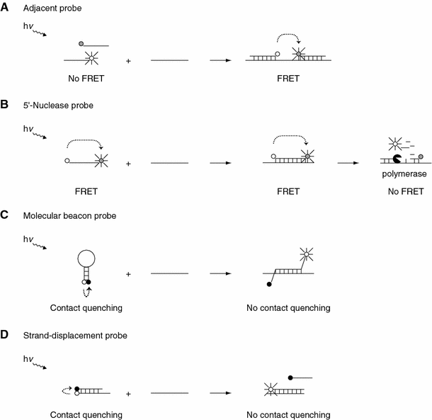 Interactive Fluorophore and Quencher Pairs for Labeling Fluorescent ...