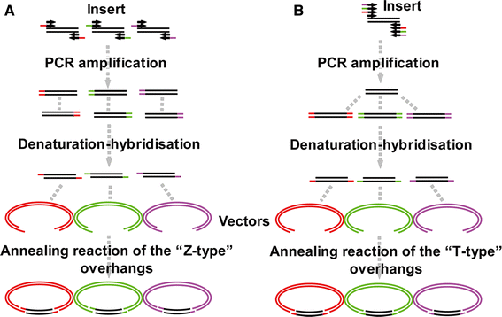 A Novel T-type Overhangs Improve the Enzyme-Free Cloning of PCR ...