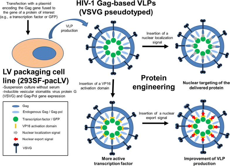 Virus-Like Particles Derived from HIV-1 for Delivery of Nuclear ...