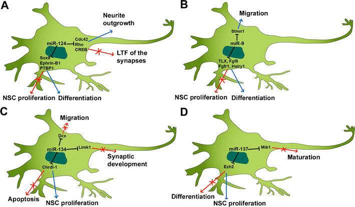 Functions of Noncoding RNAs in Neural Development and Neurological Diseases | SpringerLink