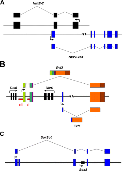 Functions of Noncoding RNAs in Neural Development and Neurological Diseases | SpringerLink