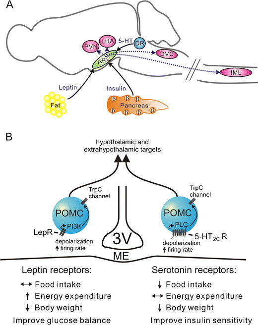 Functional Heterogeneity of Arcuate Nucleus Pro-Opiomelanocortin ...