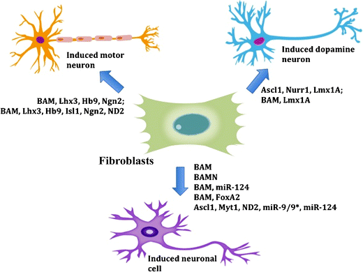 The Path from Skin to Brain: Generation of Functional Neurons from ...
