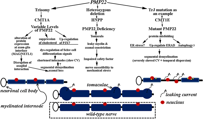 The PMP22 Gene and Its Related Diseases | SpringerLink