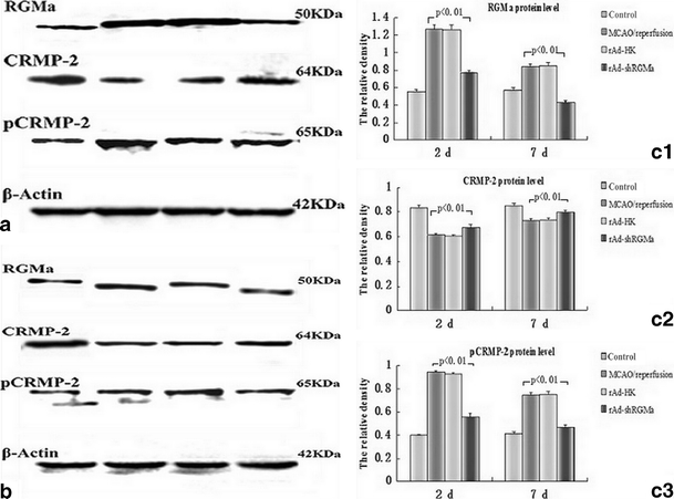 CRMP-2 Is Involved in Axon Growth Inhibition Induced by RGMa In Vitro ...