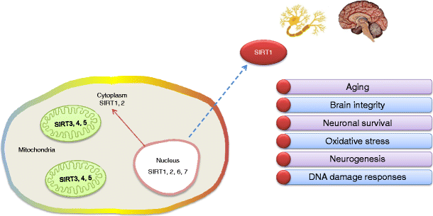 Brain Activation of SIRT1: Role in Neuropathology | SpringerLink