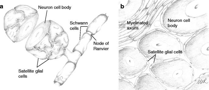 Peripheral Nerve Injury Modulates Neurotrophin Signaling in the ...
