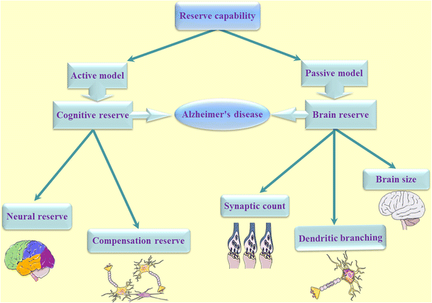 Cognitive Reserve and Alzheimer’s Disease | SpringerLink
