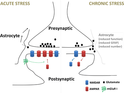 The Effects of Stress on Glutamatergic Transmission in the Brain ...