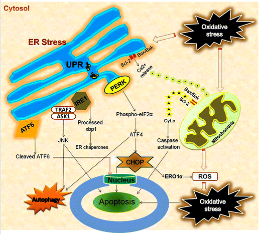 Crosstalk Between Endoplasmic Reticulum Stress, Oxidative Stress, and ...