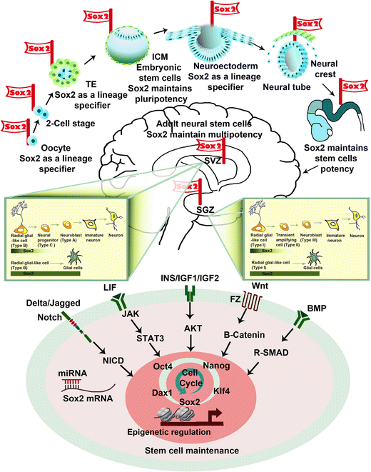 The Roles of the Stem Cell-Controlling Sox2 Transcription Factor: from ...
