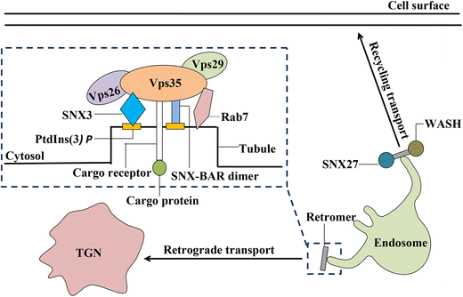 The Role of Retromer in Alzheimer’s Disease | SpringerLink