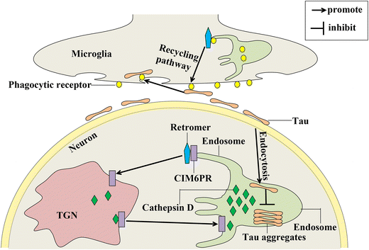 The Role of Retromer in Alzheimer’s Disease | SpringerLink