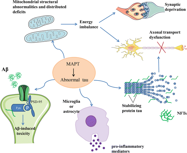The Role of MAPT in Neurodegenerative Diseases: Genetics, Mechanisms ...