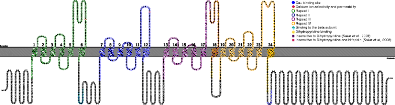 L-Type Calcium Channels Modulation by Estradiol | SpringerLink