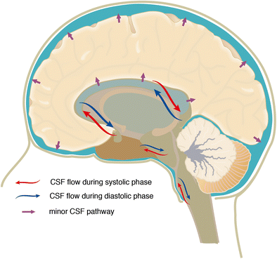 Transependymal Cerebrospinal Fluid Flow: Opportunity for Drug Delivery ...
