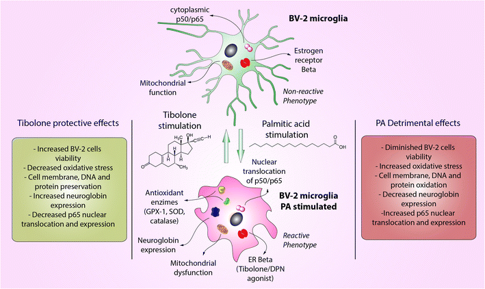 Tibolone Reduces Oxidative Damage and Inflammation in Microglia ...