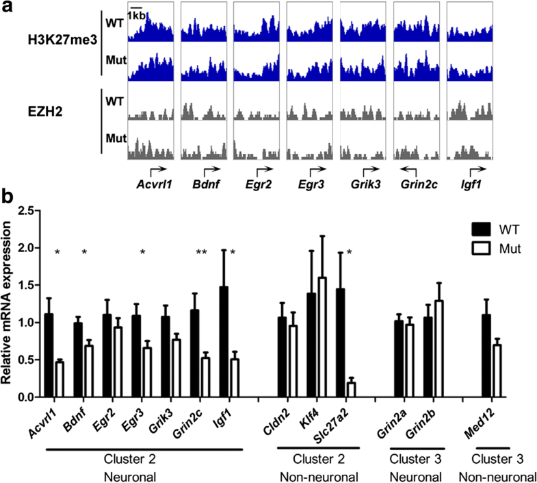 TSPYL2 Regulates the Expression of EZH2 Target Genes in Neurons ...