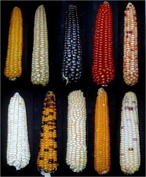 Diversity in global maize germplasm: Characterization and utilization ...