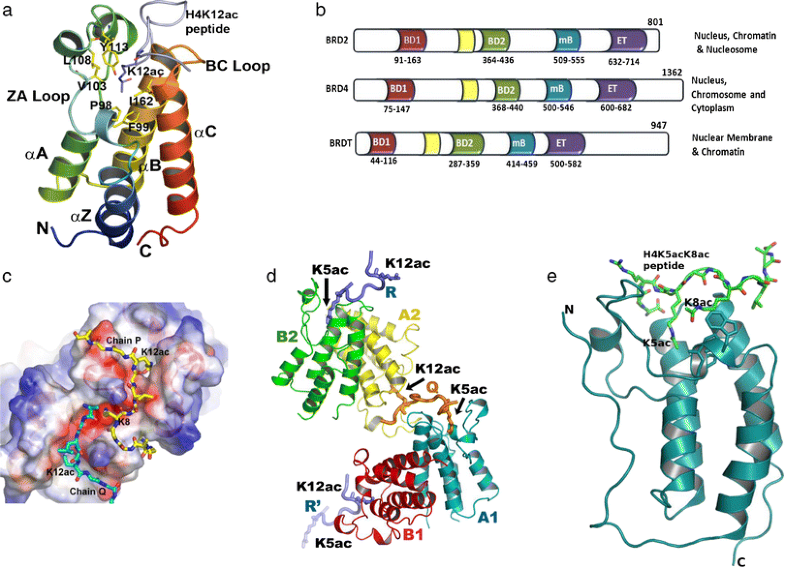 Bromodomain and extra-terminal (BET) family proteins: New therapeutic ...