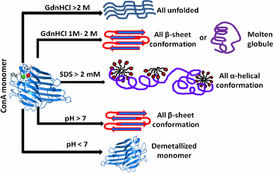 Chaotropes trigger conformational rearrangements differently in ...