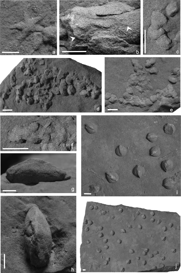 Significance of Lockeia and associated trace fossils from the Bada Bagh ...