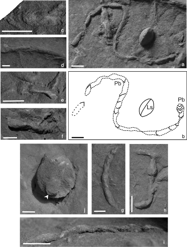 Significance of Lockeia and associated trace fossils from the Bada Bagh ...