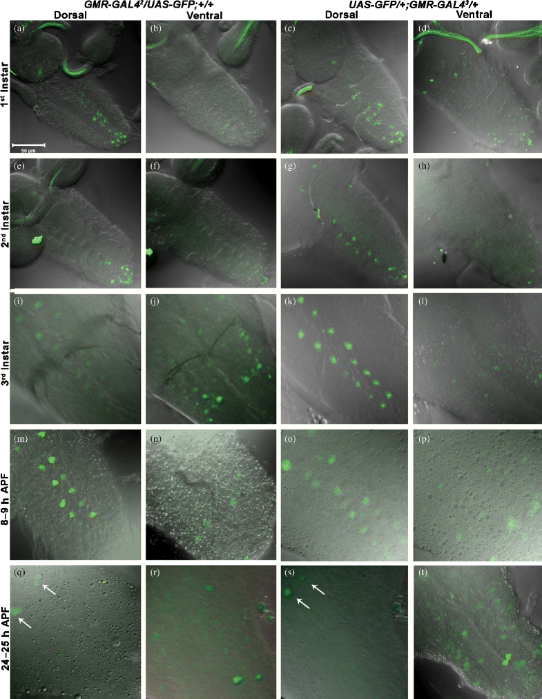 The commonly used eye-specific sev-GAL4 and GMR-GAL4 drivers in ...