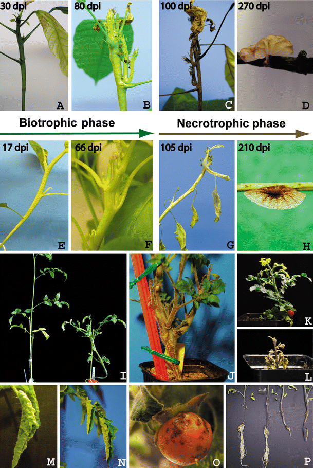 Infection Biology of Moniliophthora perniciosa on Theobroma cacao and ...