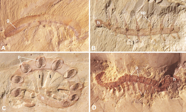 Palaeontological and Molecular Evidence Linking Arthropods ...