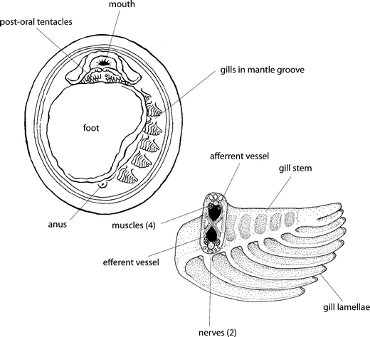 Monoplacophorans and the Origin and Relationships of Mollusks ...
