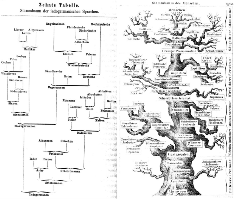 Depicting the Tree of Life: the Philosophical and Historical Roots of ...