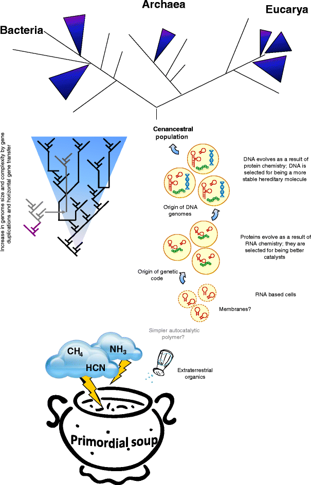Cenancestor, the Last Universal Common Ancestor | SpringerLink