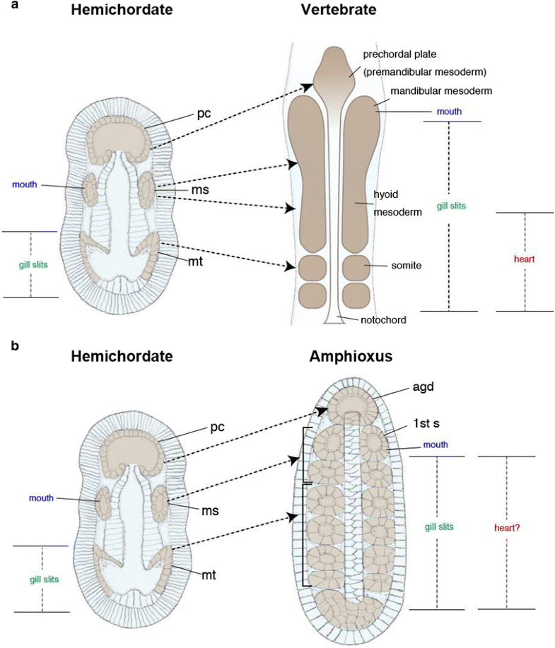 The evolutionary origin of chordate segmentation: revisiting the ...