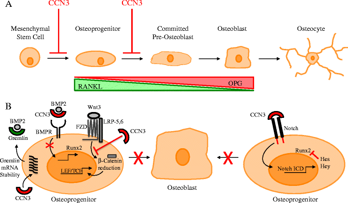 CCN3 modulates bone turnover and is a novel regulator of skeletal ...