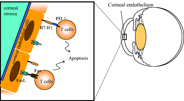 Mechanisms of immune privilege in the anterior segment of the eye: what ...