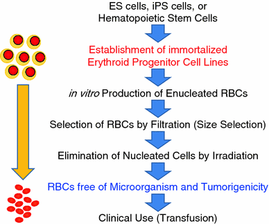 Red blood cell production from immortalized progenitor cell line ...