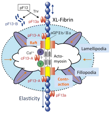 Factor XIII is a key molecule at the intersection of coagulation and ...