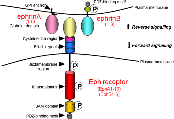 The role of Eph/ephrin molecules in stromal–hematopoietic interactions ...