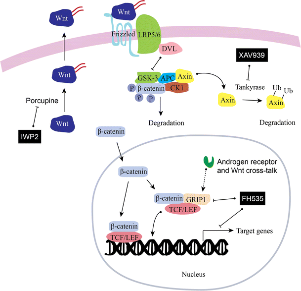 Wnt signaling inhibitor FH535 selectively inhibits cell proliferation ...