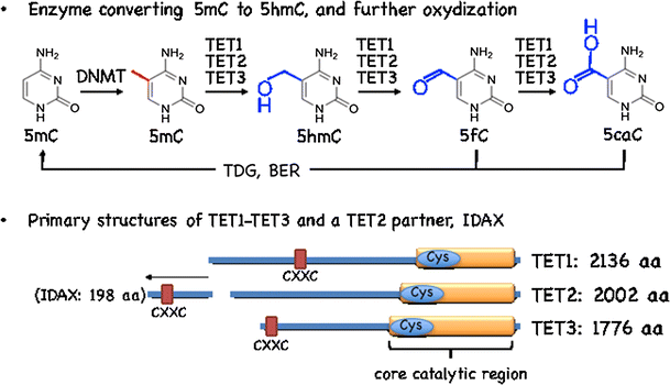 Dysregulation of TET2 in hematologic malignancies | SpringerLink