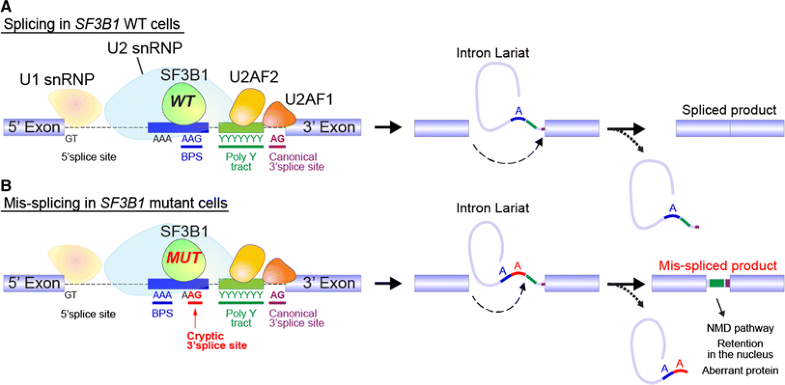 Splicing factor mutations in MDS RARS and MDS/MPN-RS-T | SpringerLink