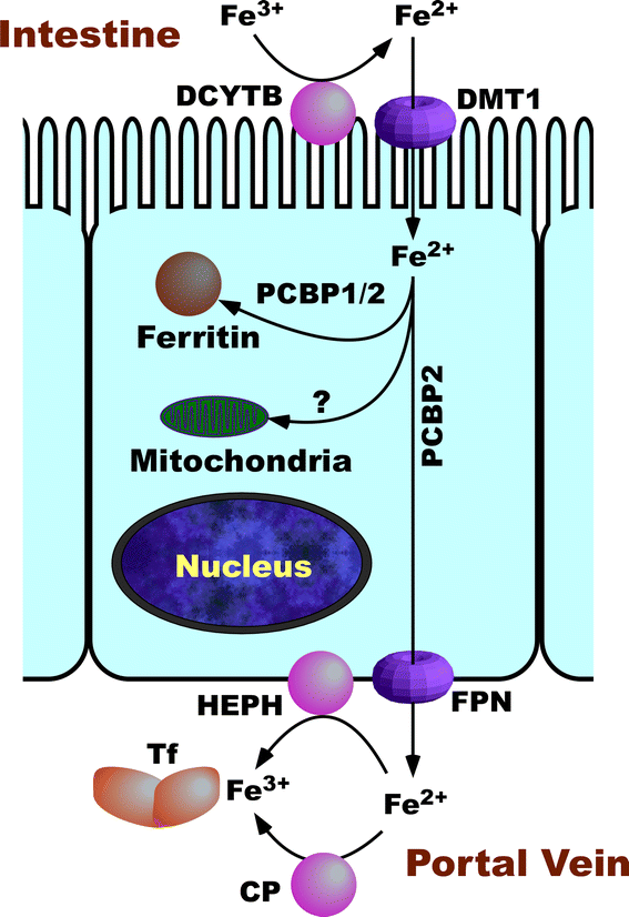 The mechanisms of systemic iron homeostasis and etiology, diagnosis ...