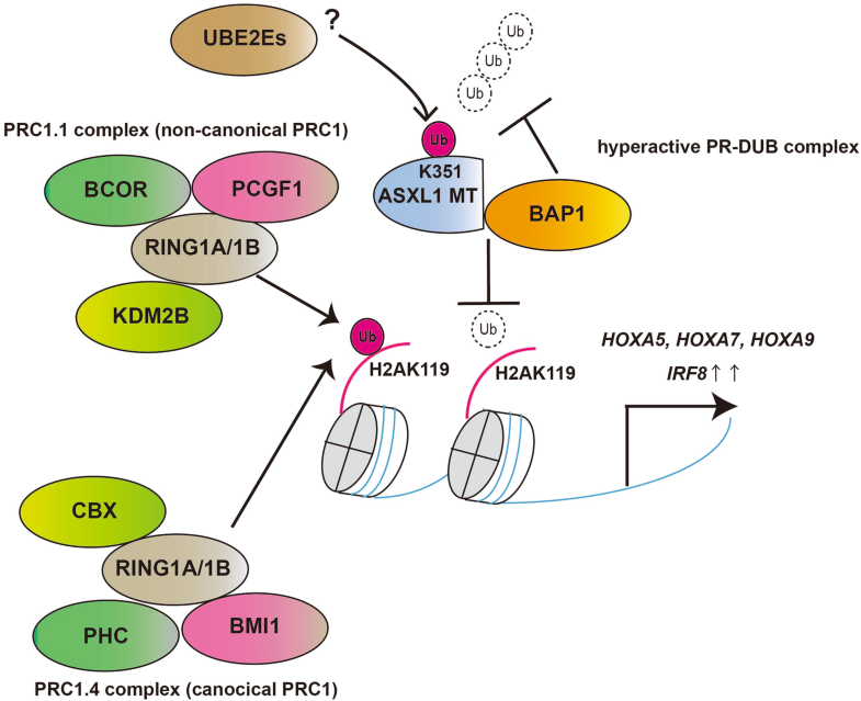 Aberrant histone modifications induced by mutant ASXL1 in myeloid ...