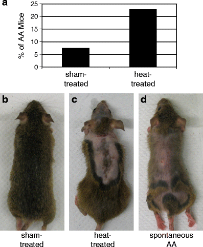 Heat treatment increases the incidence of alopecia areata in the C3H ...